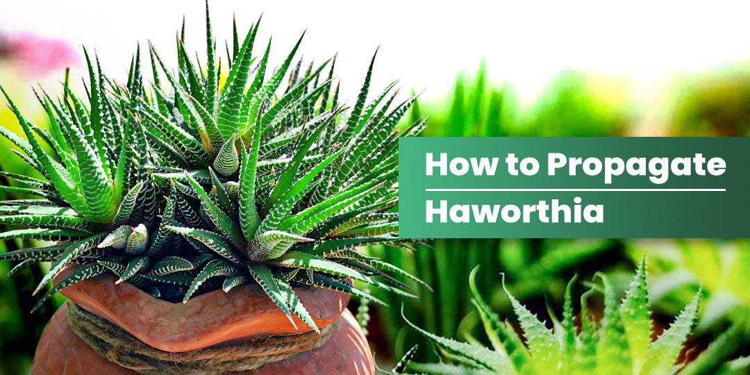 How to Propagate Haworthia | THE NEXT GARDENER – Thenextgardener
