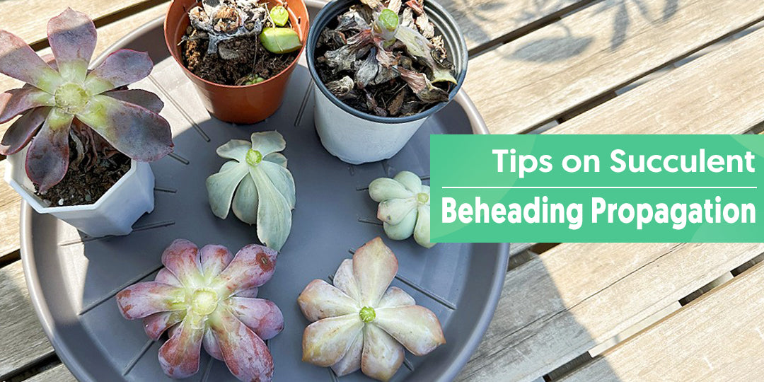 How to Propagate Succulents by Beheading | THE NEXT GARDENER – Thenextgardener
