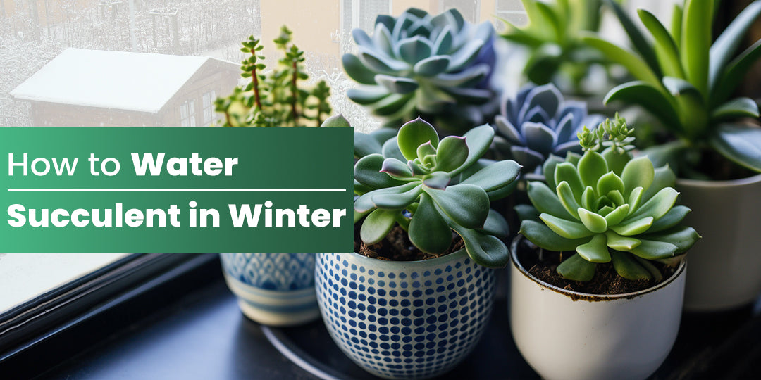 How to Water and Keep Succulents Thriving in Winter | THE NEXT GARDENER ...