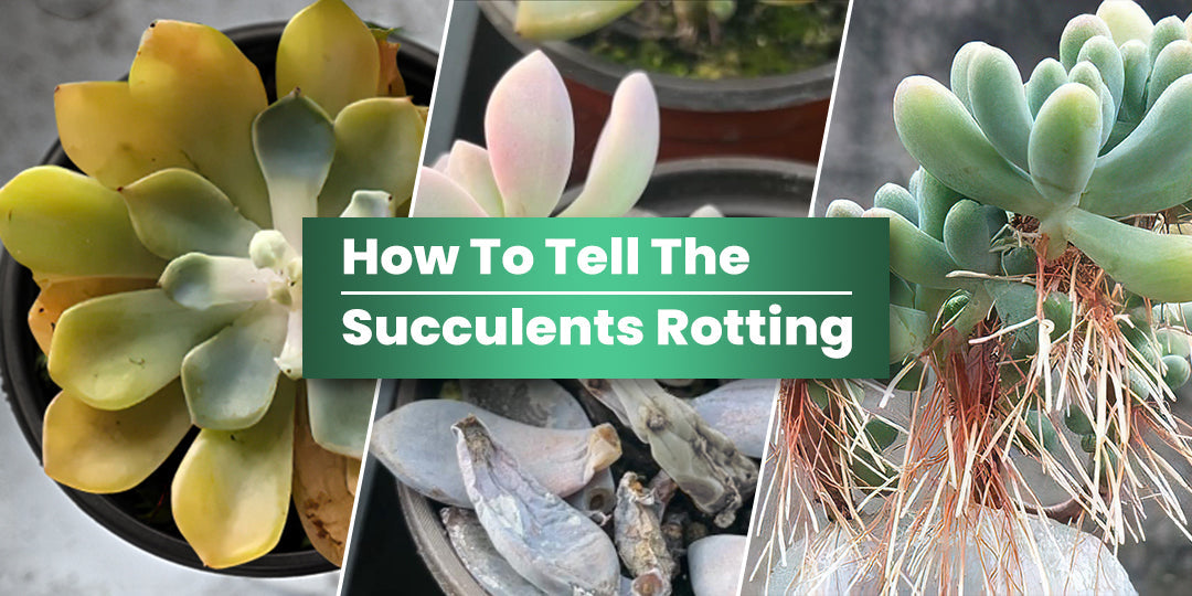 How To Tell The Succulents Rotting | THE NEXT GARDENER – Thenextgardener