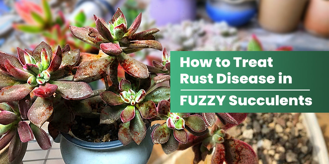How to Treat Rust Disease in Fuzzy Succulents | THE NEXT GARDENER ...