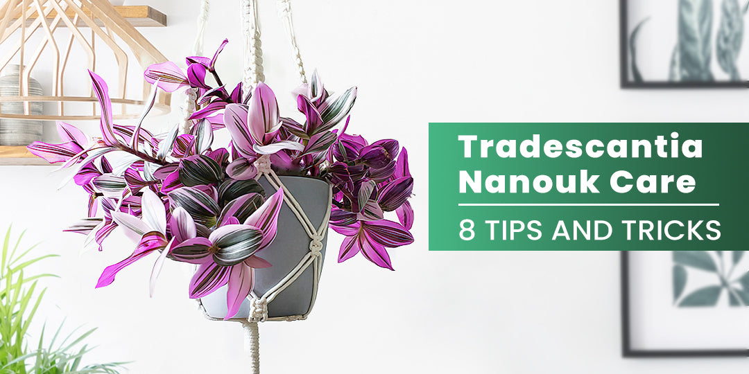 Tradescantia Nanouk Care: 8 Tips and Tricks | THE NEXT GARDENER ...