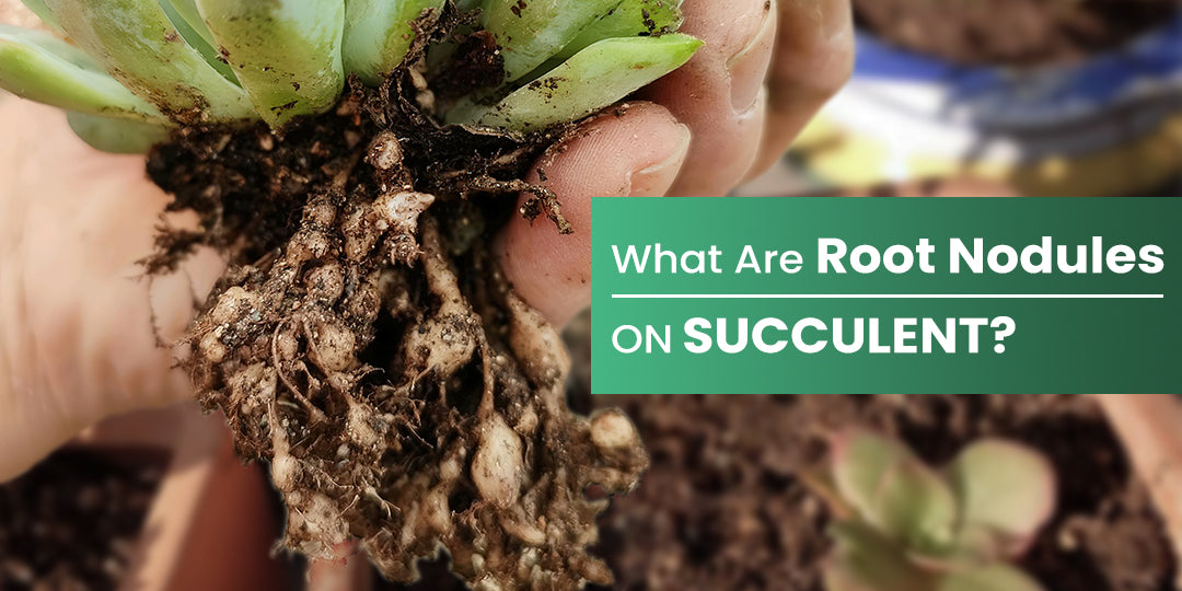 What Are Root Nodules on Succulent? | THE NEXT GARDENER – Thenextgardener