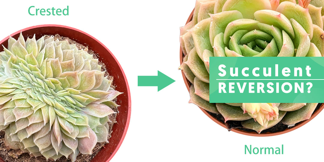 What is Succulent Reversion? | THE NEXT GARDENER – Thenextgardener
