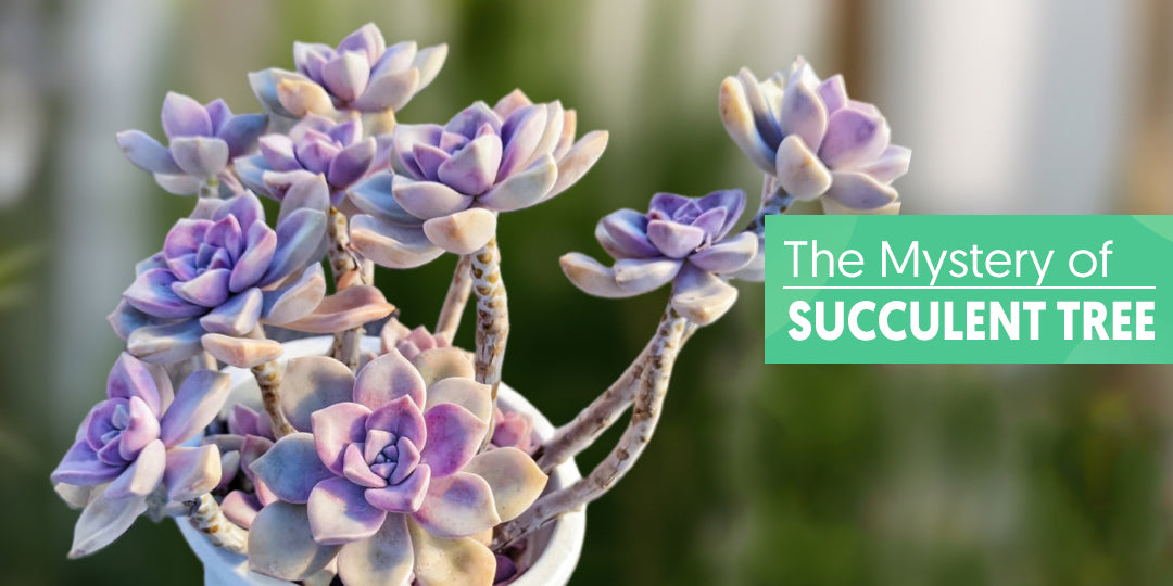 Old Succulent Trees: Growing and Caring Tips – Thenextgardener