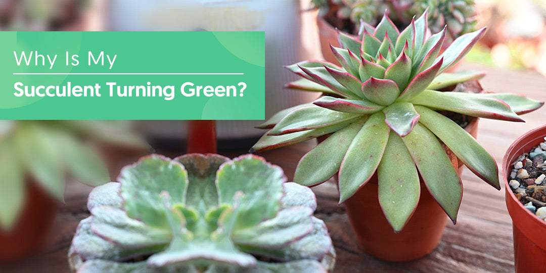 Why is my succulent turning green? | THE NEXT GARDENER – Thenextgardener
