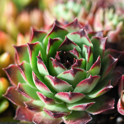 Outdoor Succulents, Succulents for Landscape | The Next Gardener ...