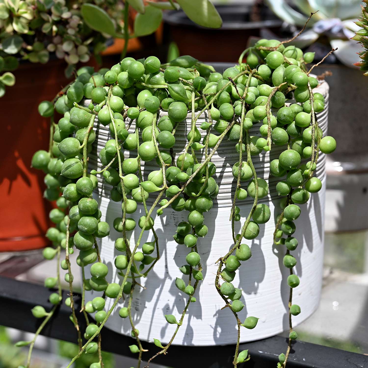 Senecio Succulents, Popular Trailing Succulents | THE NEXT GARDENER ...