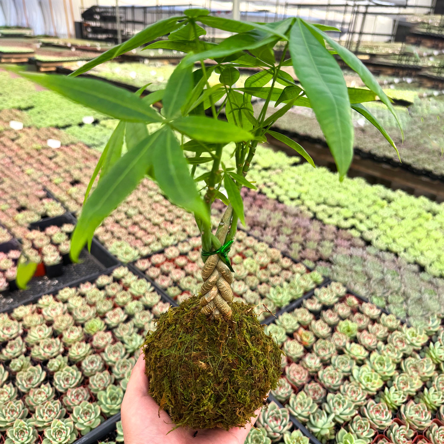 12" Tall Money Tree Braided Trunk Houseplant with Lush Green Leaves ...