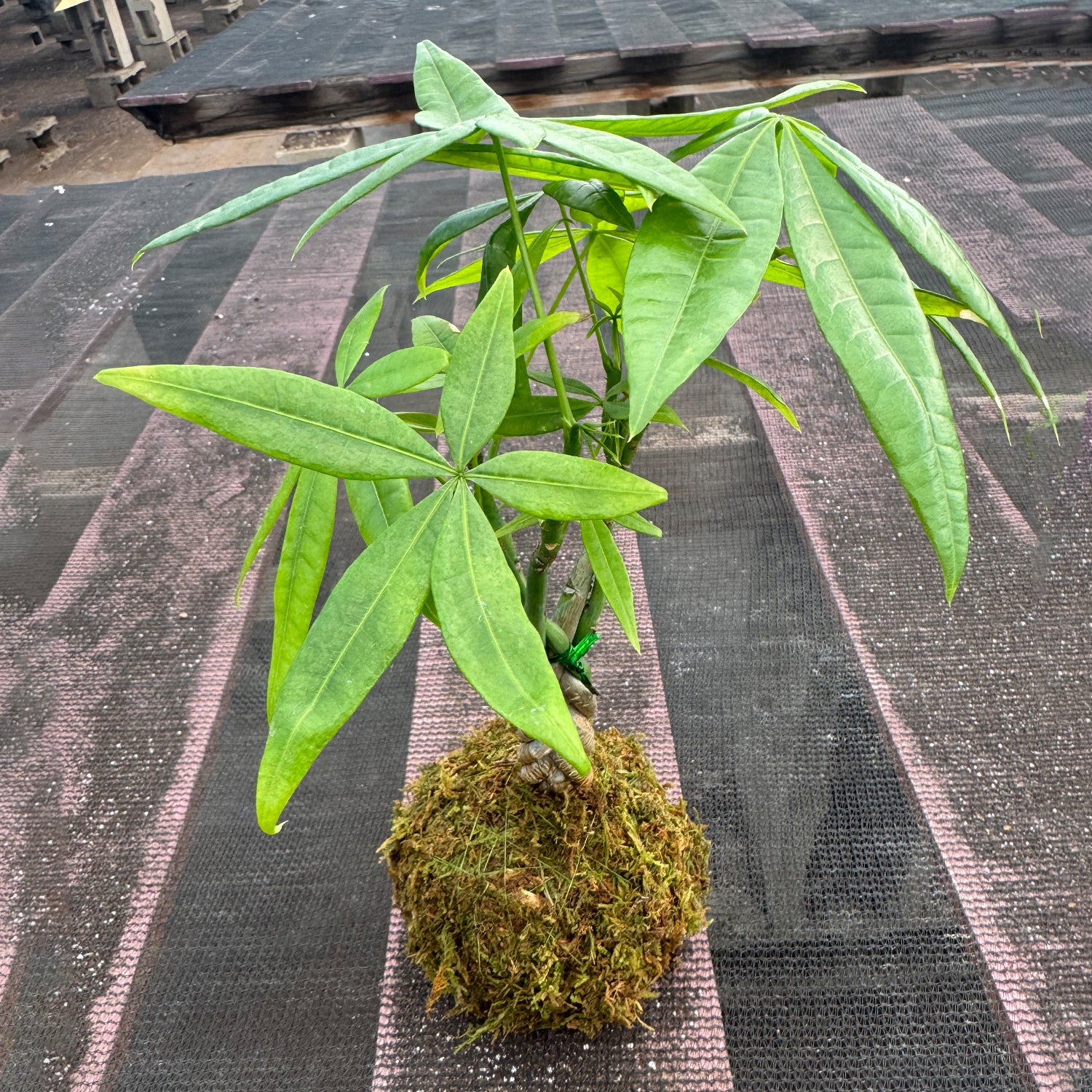 12" Tall Money Tree Braided Trunk Houseplant with Lush Green Leaves ...