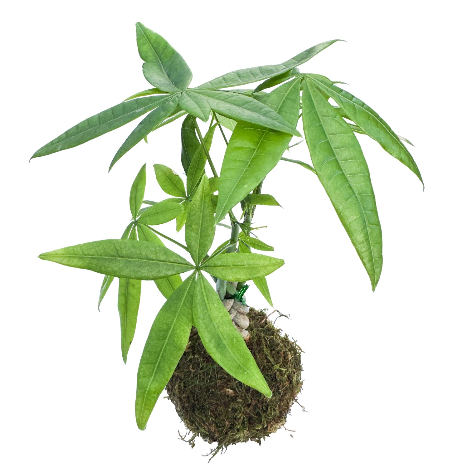 12" Tall Money Tree Braided Trunk Houseplant with Lush Green Leaves ...