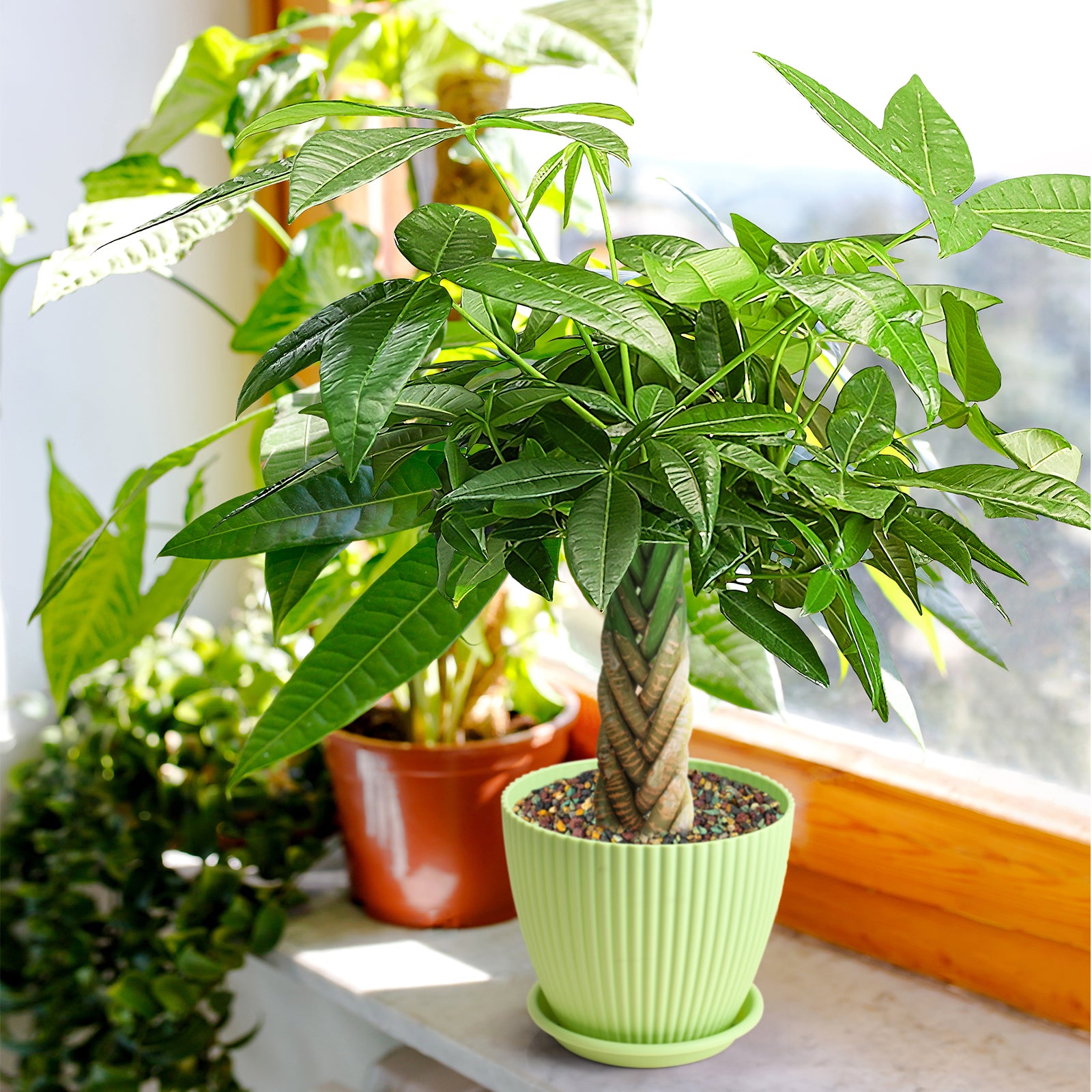 12" Tall Money Tree Braided Trunk Houseplant with Lush Green Leaves ...
