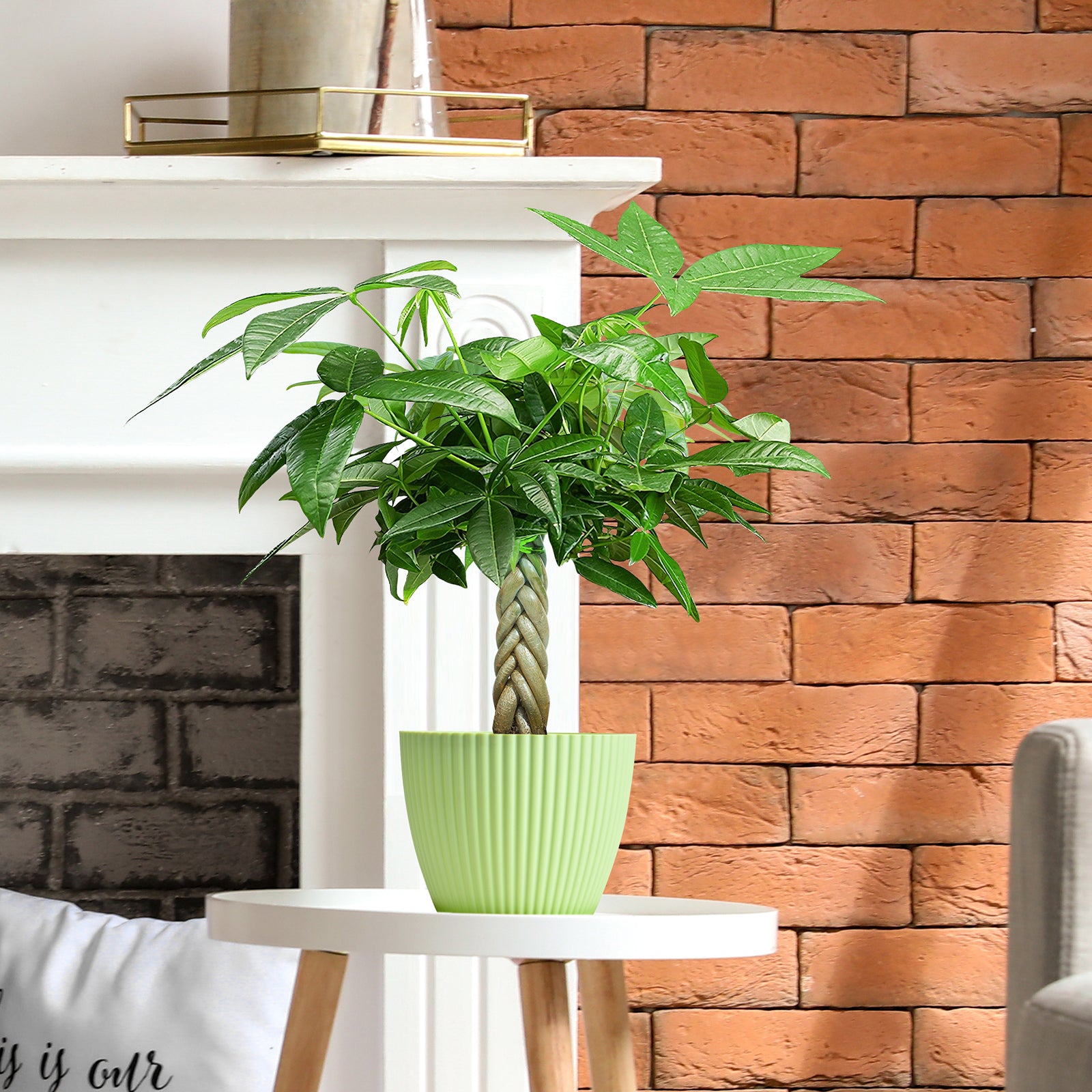 12" Tall Money Tree Braided Trunk Houseplant with Lush Green Leaves ...