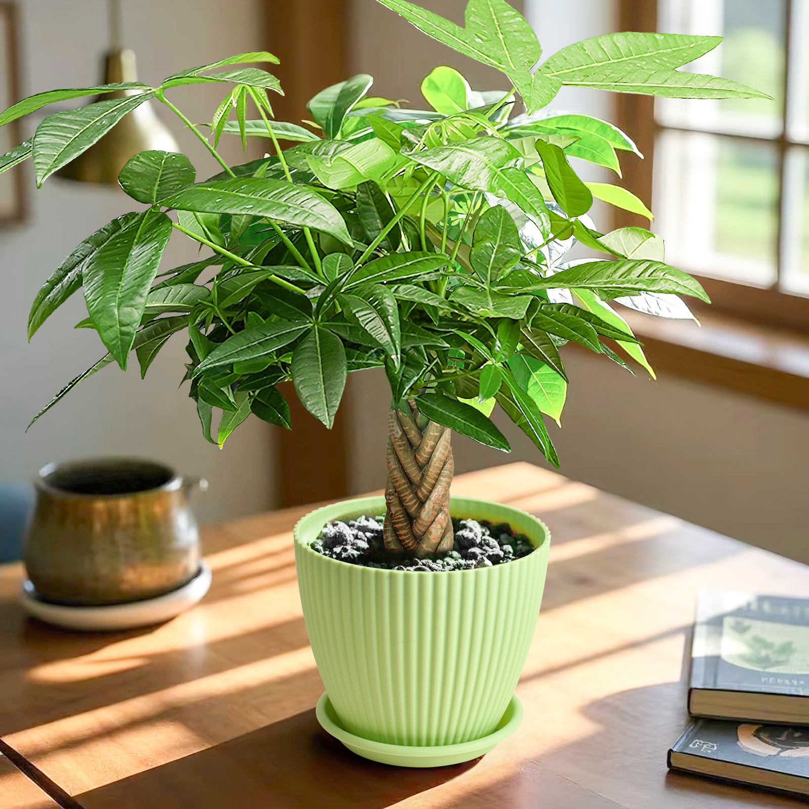 12" Tall Money Tree Braided Trunk Houseplant with Lush Green Leaves ...