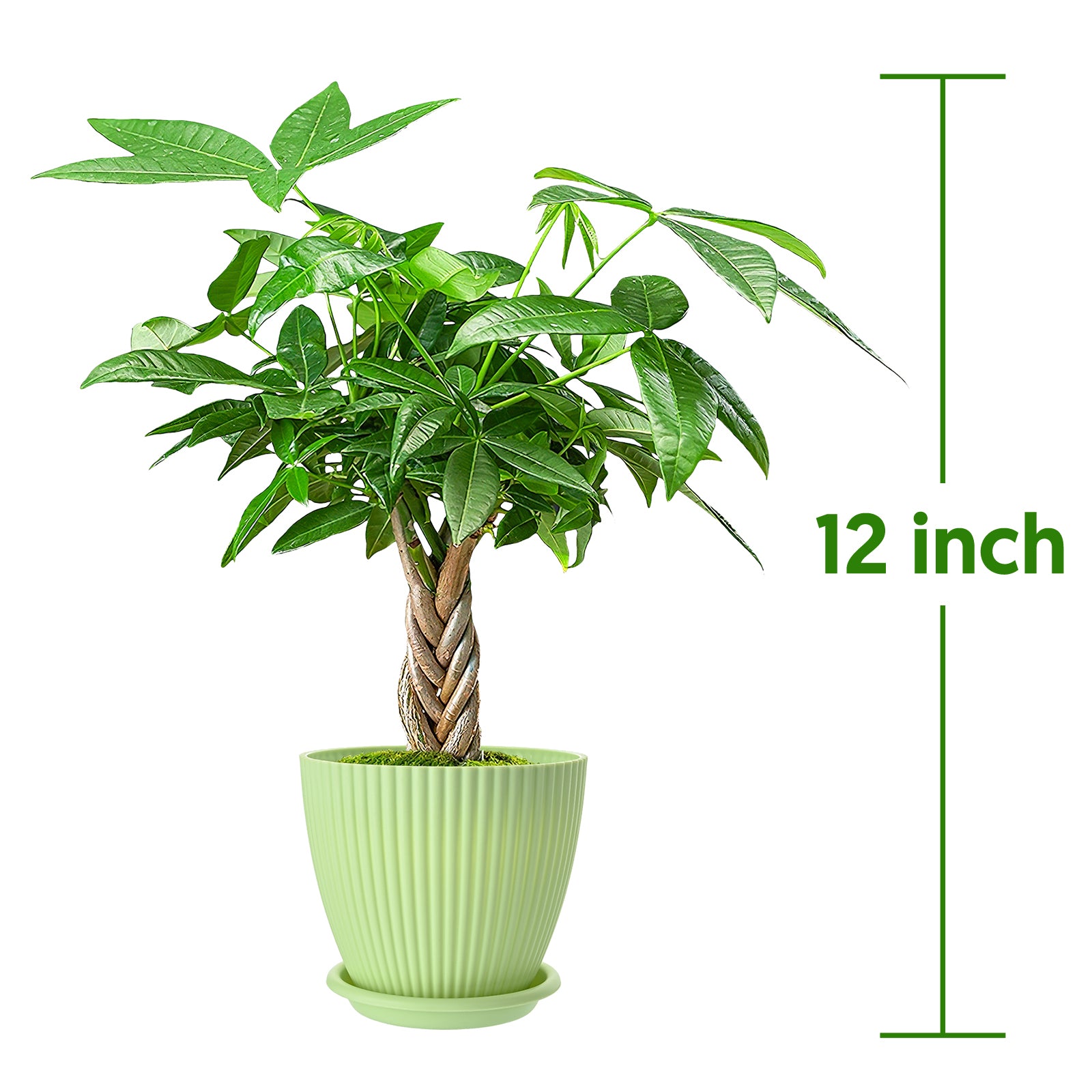 12" Tall Money Tree Braided Trunk Houseplant with Lush Green Leaves ...