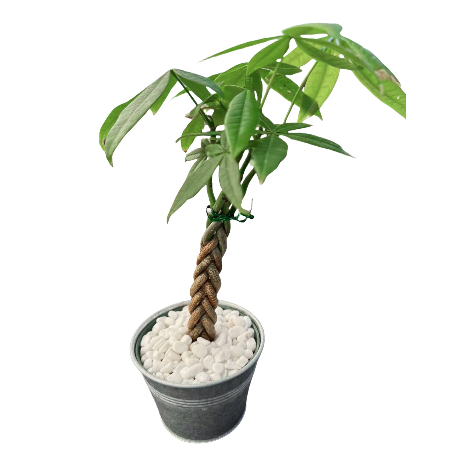 12" Tall Money Tree Braided Trunk Houseplant with Lush Green Leaves ...
