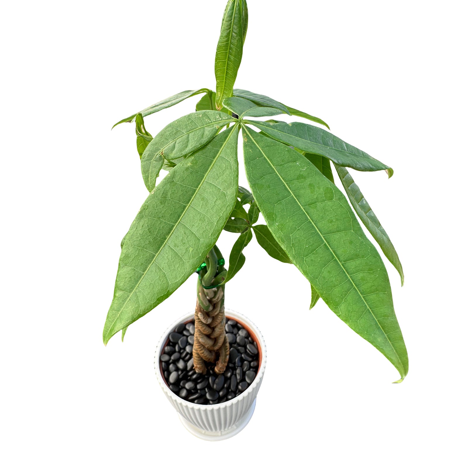 12" Tall Money Tree Braided Trunk Houseplant with Lush Green Leaves ...