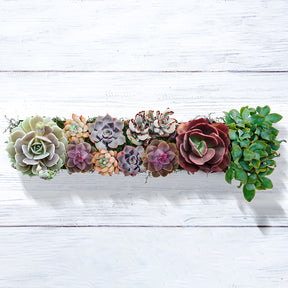 16" Succulent Centerpiece Table Decor, Black | THE NEXT GARDENER ...