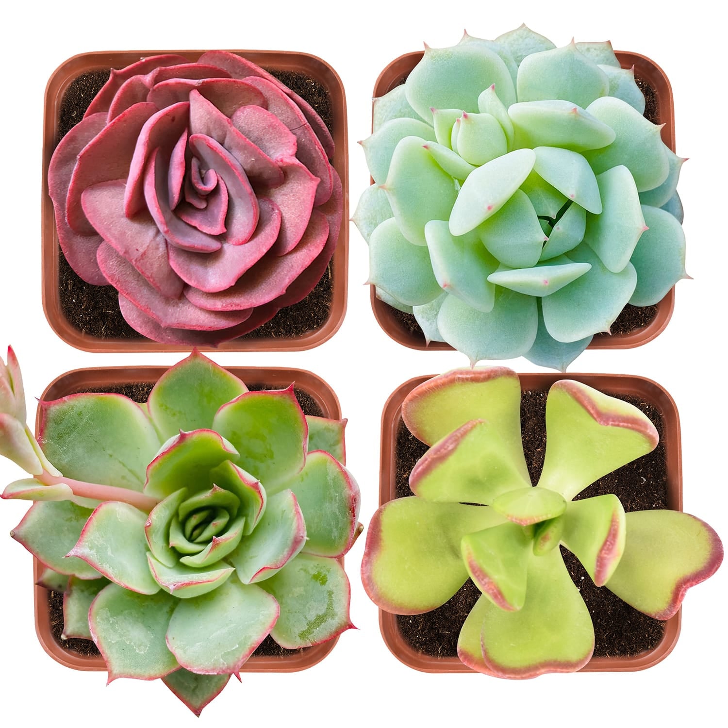 Succulent Set #7 (Fixed Varieties) – Thenextgardener