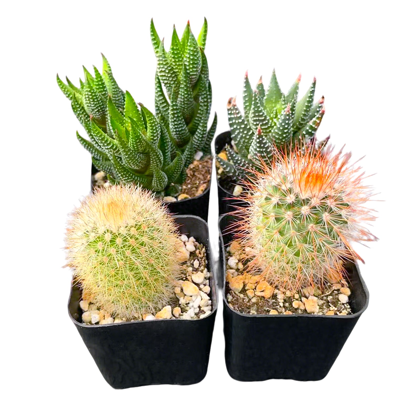 2 Cactus and 2 Haworthia Succulents (2", Random Varieties ...