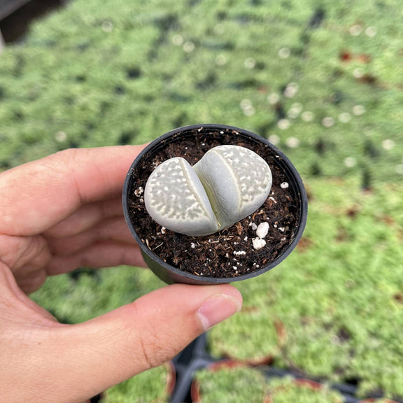 Lithops marmorata v. marmorata | THE NEXT GARDENER – Thenextgardener