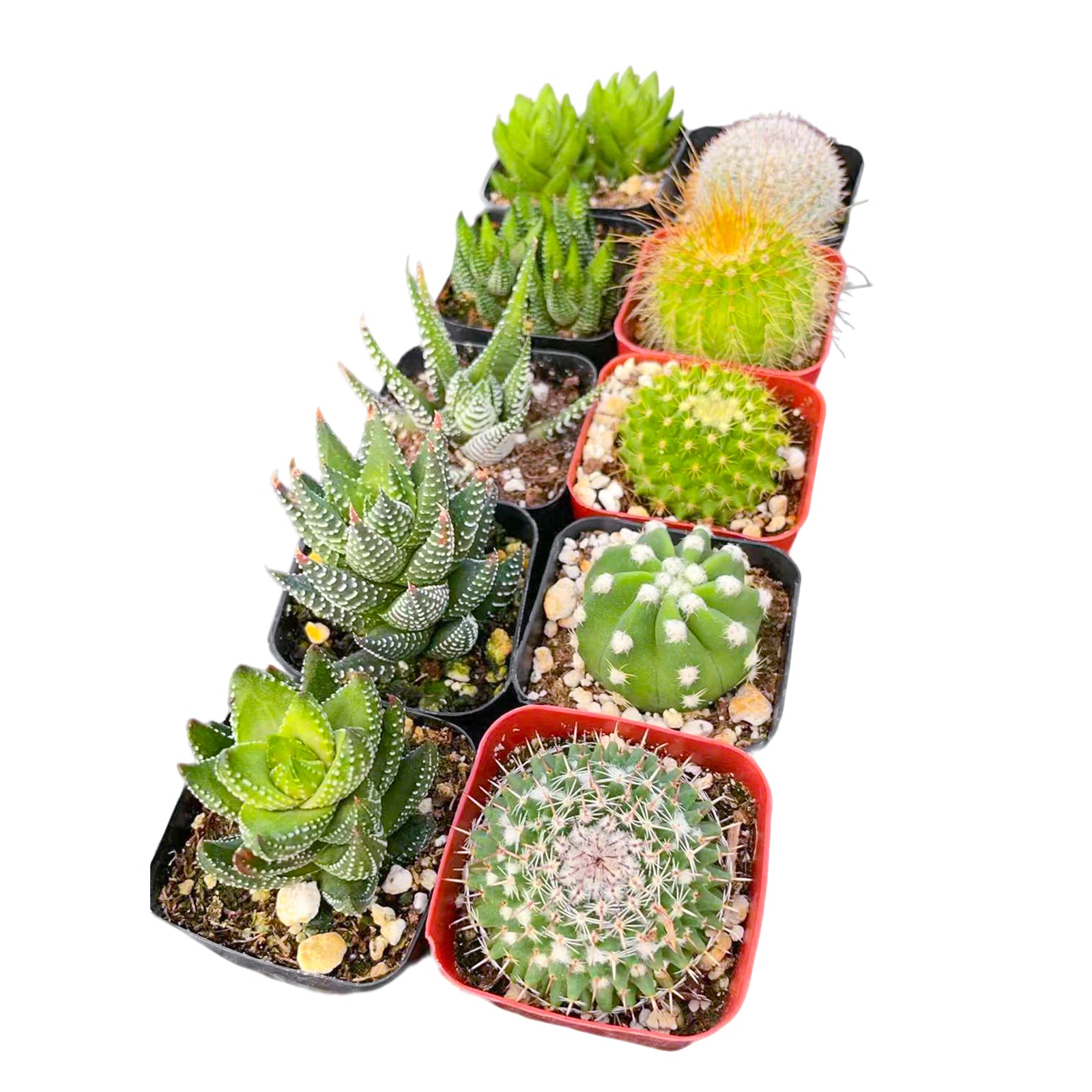 5 Cactus + 5 Haworthia Succulents (2", Random Varieties) – Thenextgardener