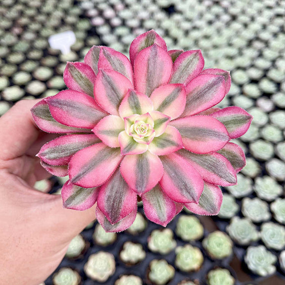 Aeonium Halloween var. White Colour – Thenextgardener