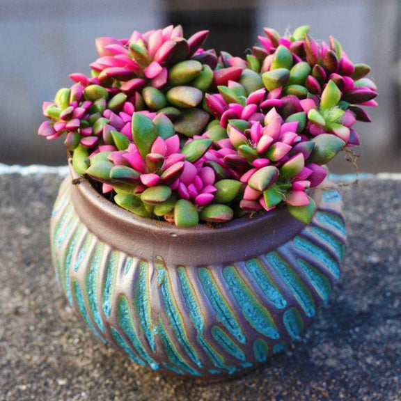 Anacampseros Telephiastrum 'Variegata' (4 inch) – Thenextgardener