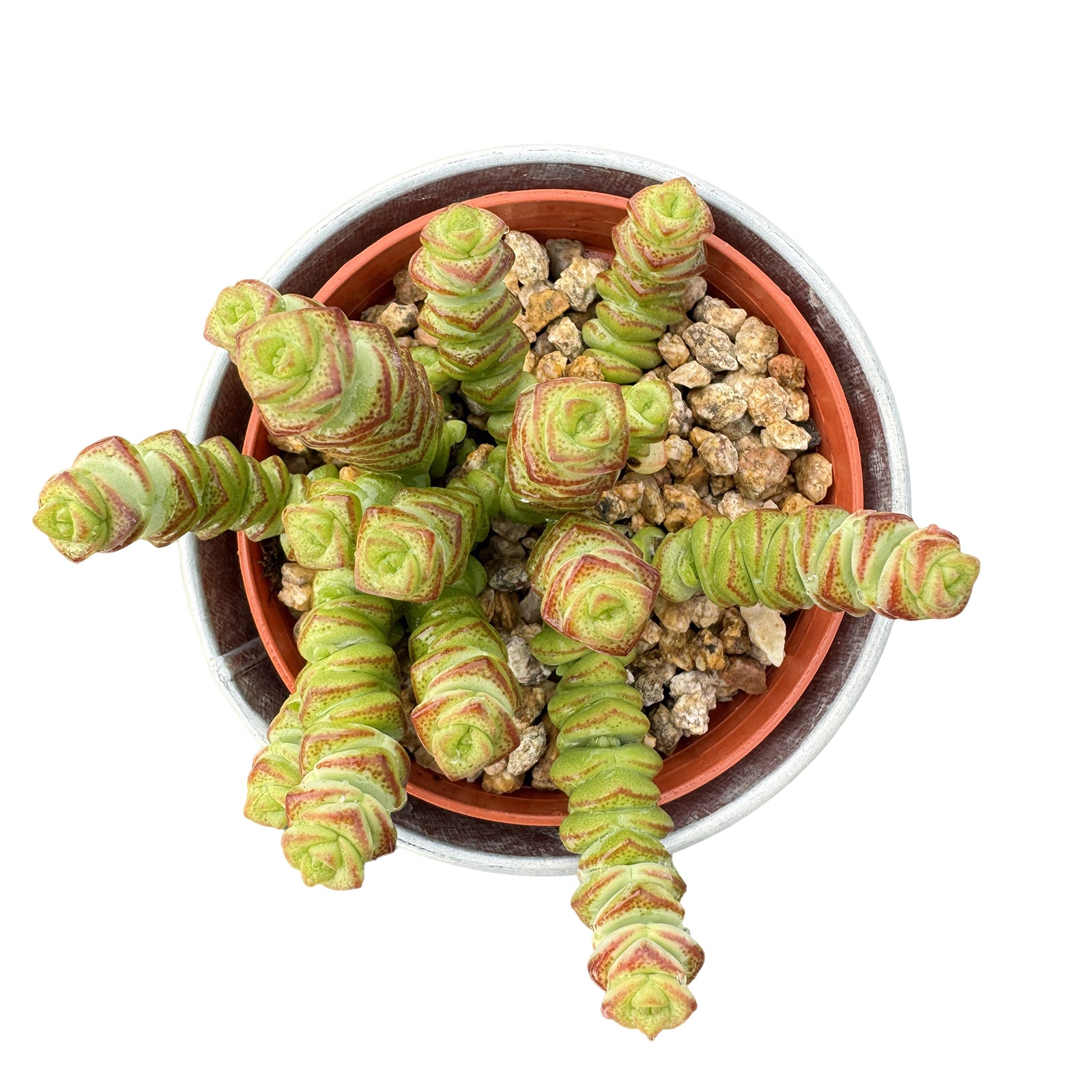 Crassula 'Baby's Necklace' (4 inch) | The Next Gardener – Thenextgardener