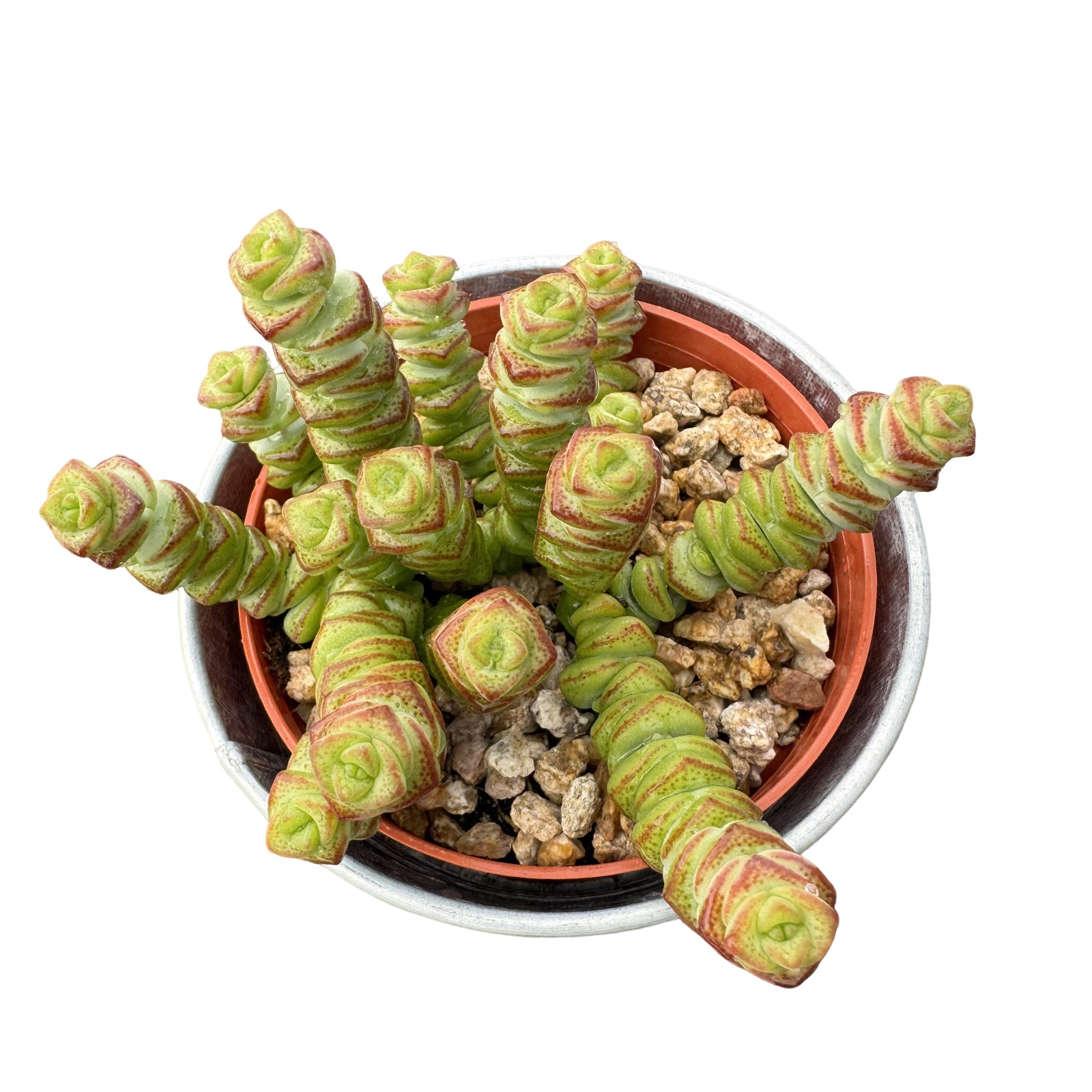 Crassula 'Baby's Necklace' (4 inch) | The Next Gardener – Thenextgardener