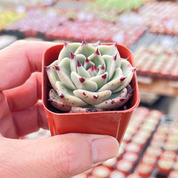 Echeveria Agavoides Halloween | THE NEXT GARDENER – Thenextgardener
