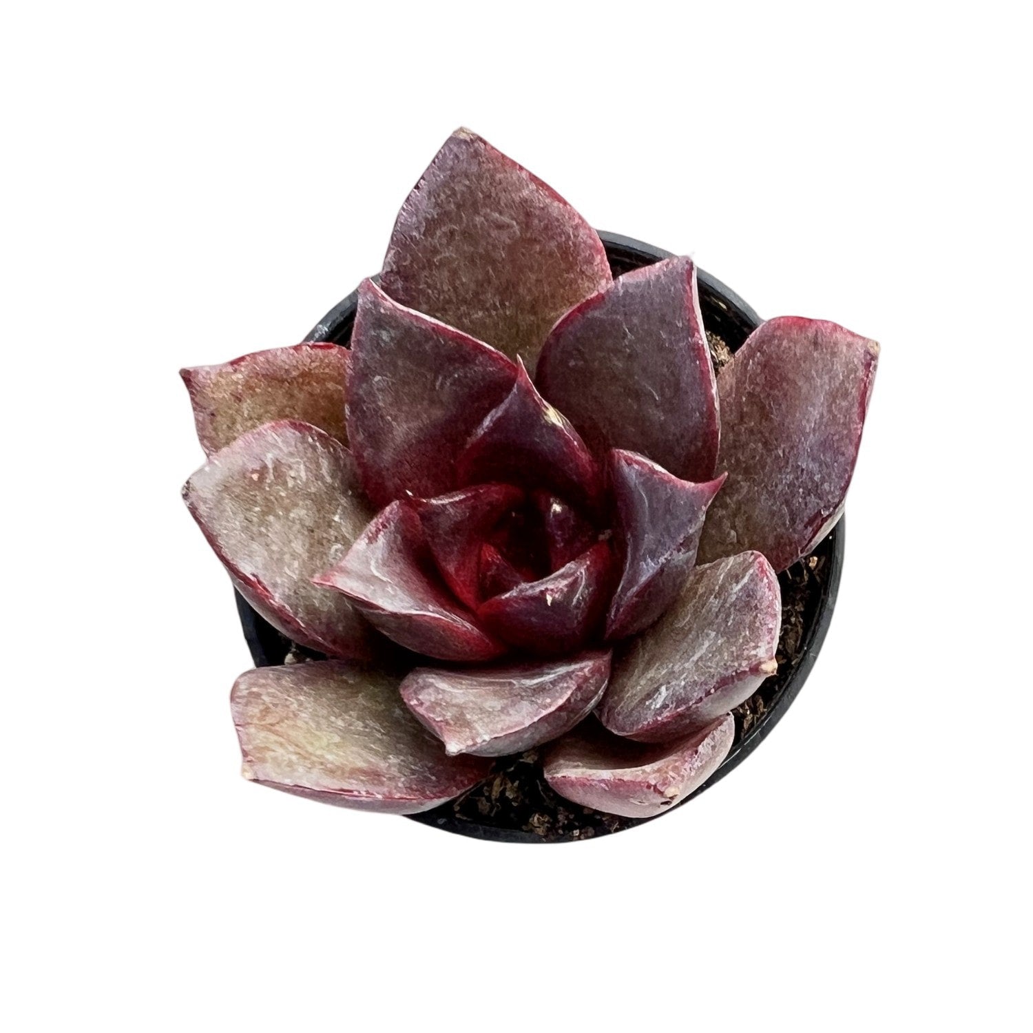 Echeveria 'Red Rose' | THE NEXT GARDENER – Thenextgardener