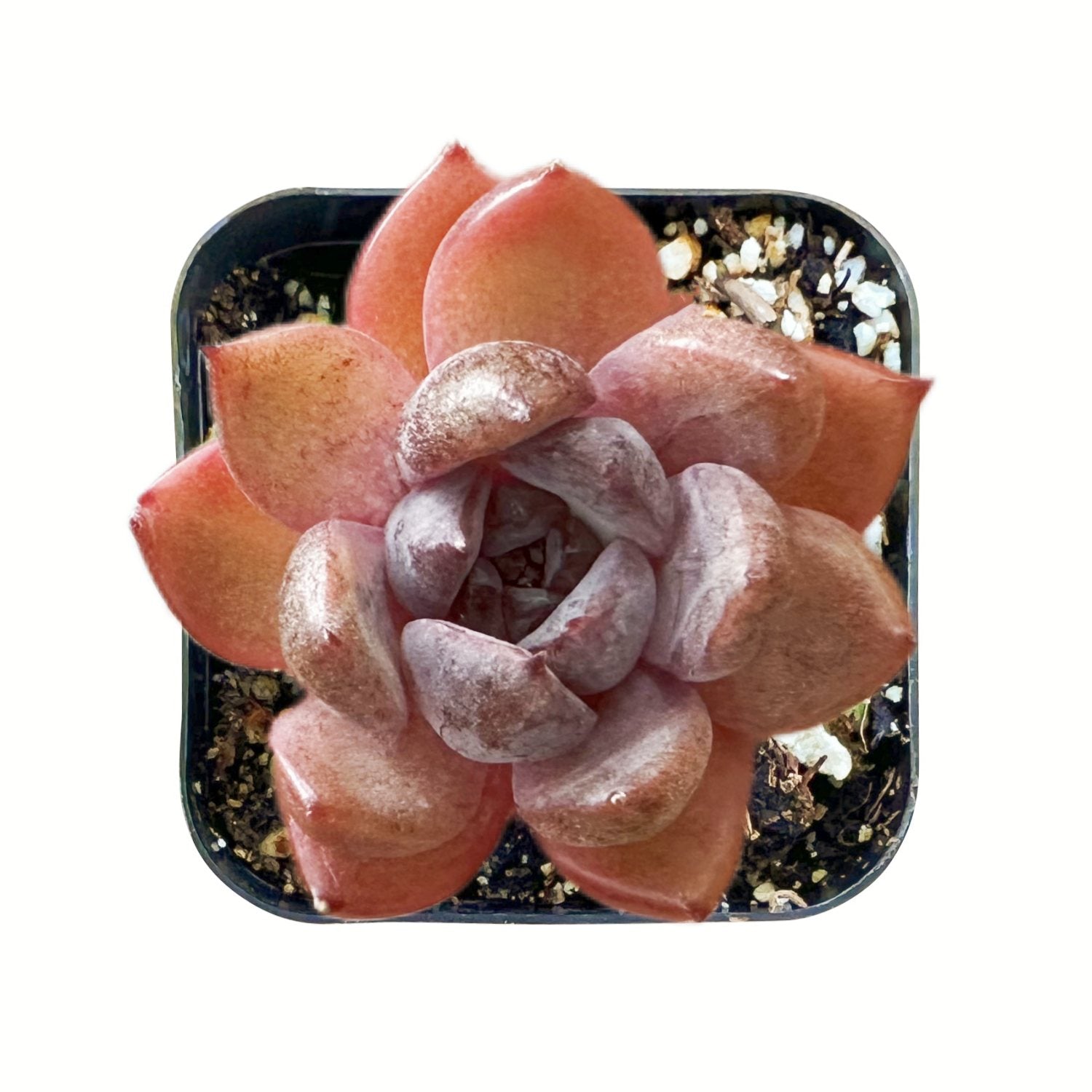 Echeveria Ziwei/Shuting – Thenextgardener