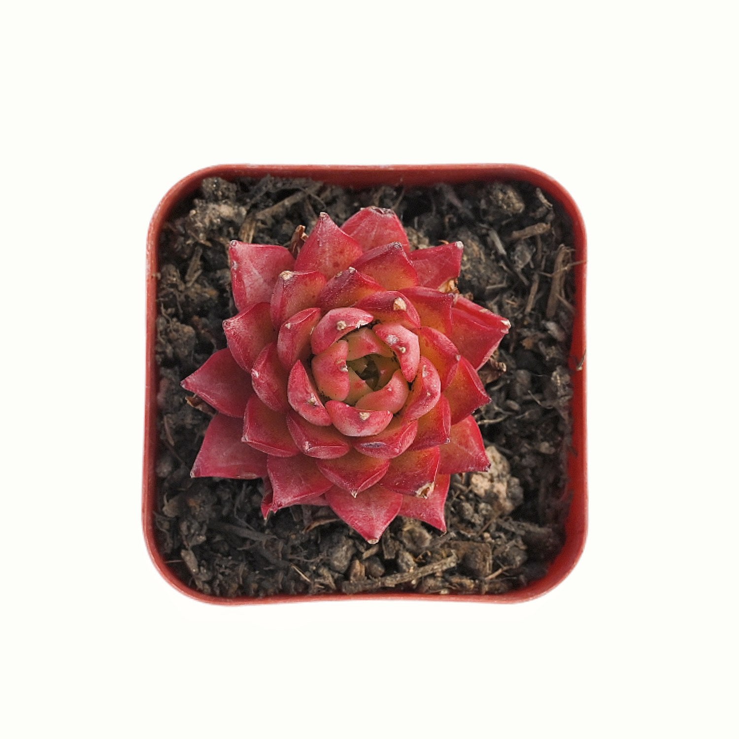 Echeveria Conch – Thenextgardener