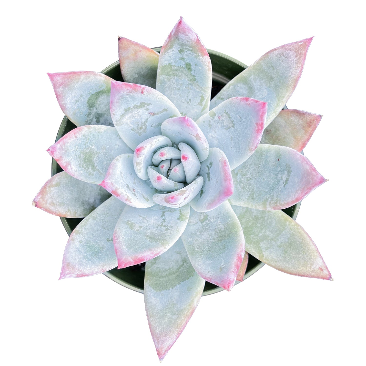 Echeveria Colorata var. Brandtii (4 inch) | THE NEXT GARDENER ...