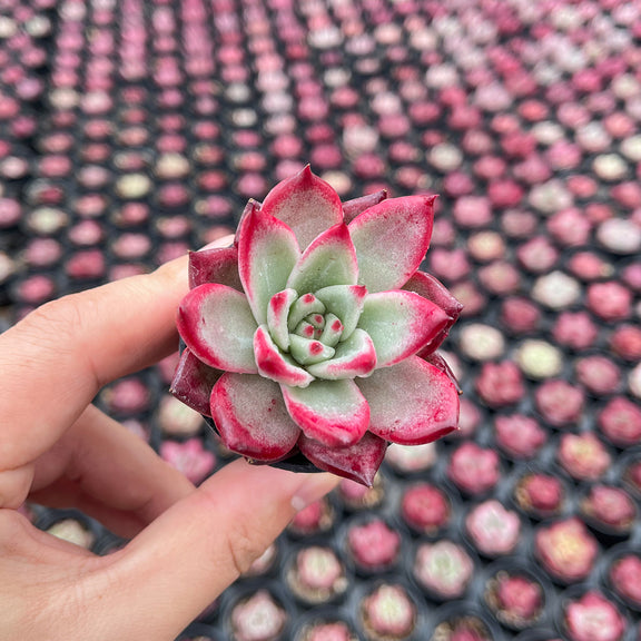 Echeveria Japanese Pink Cherry | THE NEXT GARDENER – Thenextgardener