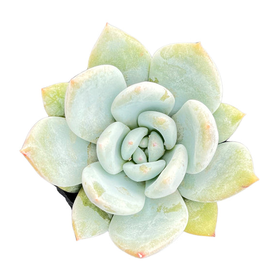 Echeveria Snow Angel Sugar Heart (Rare) | THE NEXT GARDENER – Thenextgardener