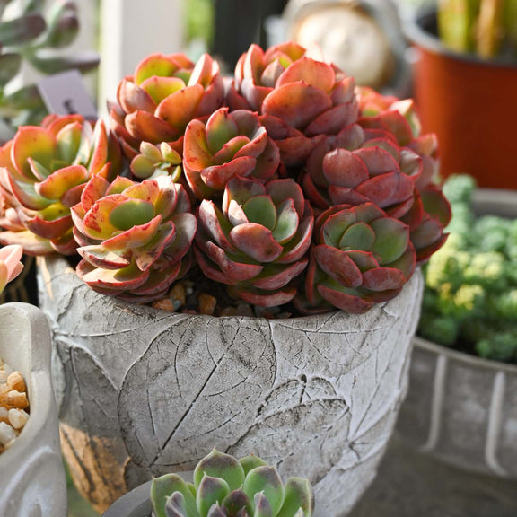 Echeveria 'Suyon'
