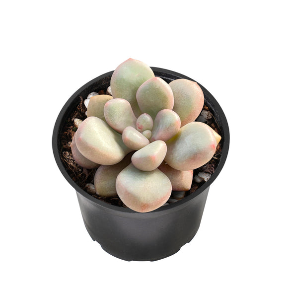 Graptoveria 'Avant-garde' (Rare) | THE NEXT GARDENER – Thenextgardener