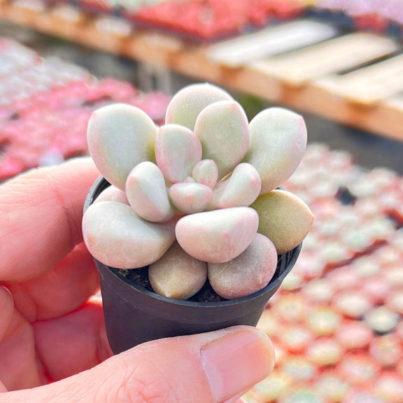 Graptoveria 'Avant-garde' (Rare) | THE NEXT GARDENER – Thenextgardener