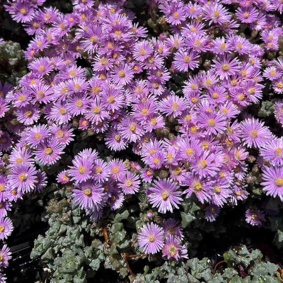Oscularia Pedunculata | The Next Gardener – Thenextgardener