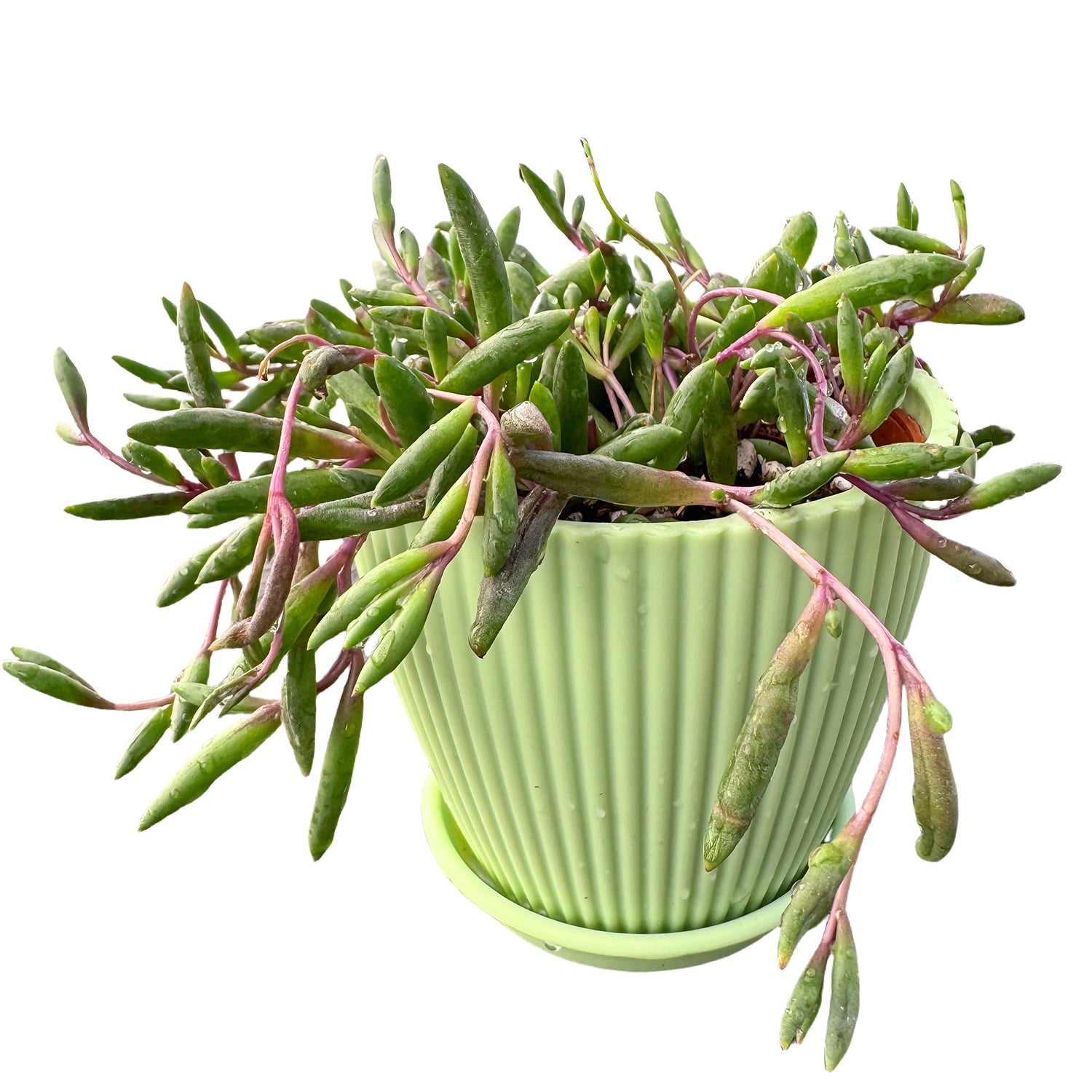 Othonna Capensis/Ruby Necklace, Trailing Succulent | The Next Gardener ...