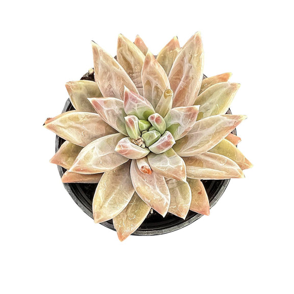 Pachyphytum Compactum Rose (Rare) | THE NEXT GARDENER – Thenextgardener