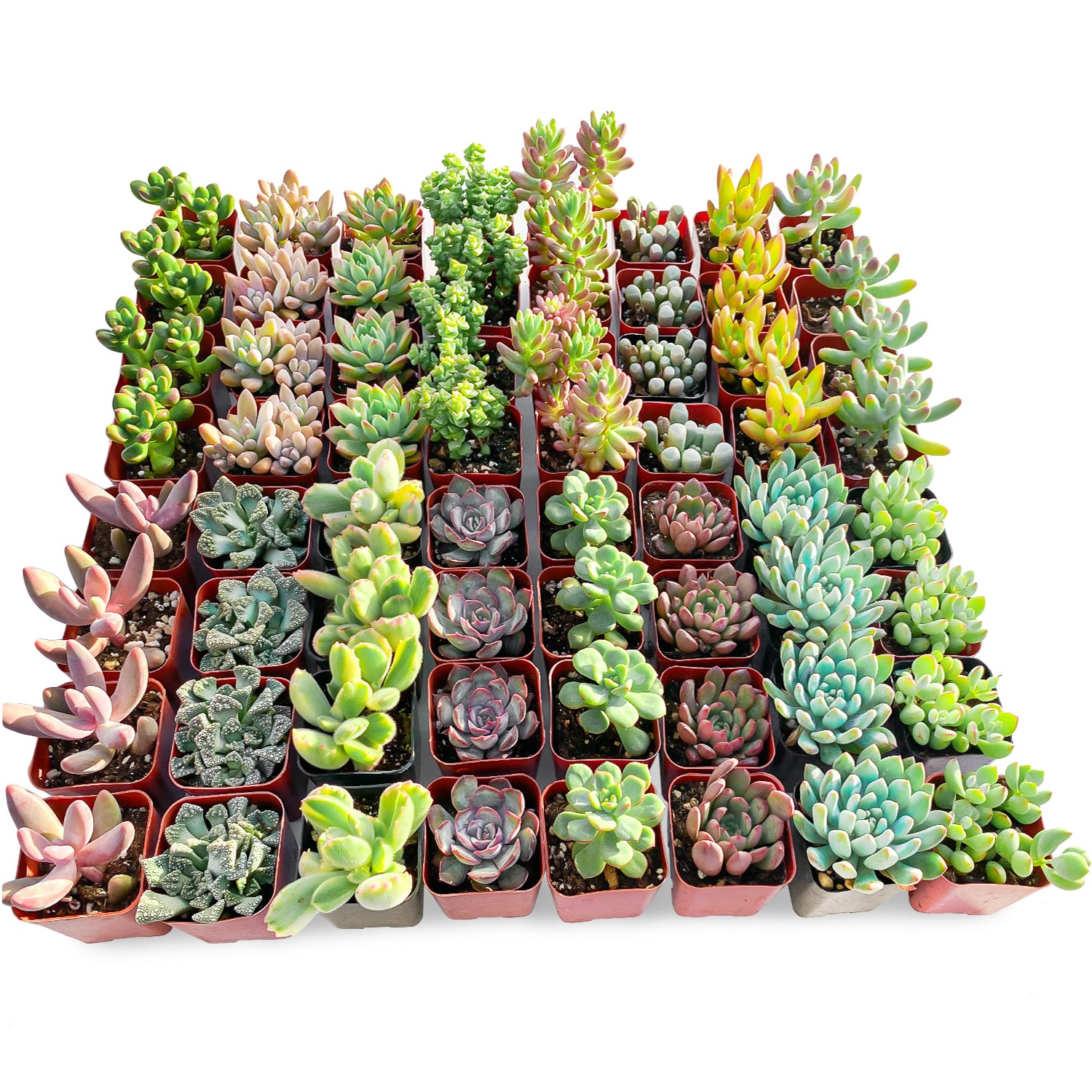Assorted 2'' Succulent Sets, Wholesale Succulents | THE NEXT GARDENER ...