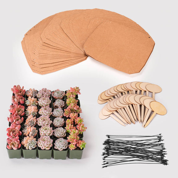 Kraft Paper Succulent Favors | THE NEXT GARDENER – Thenextgardener
