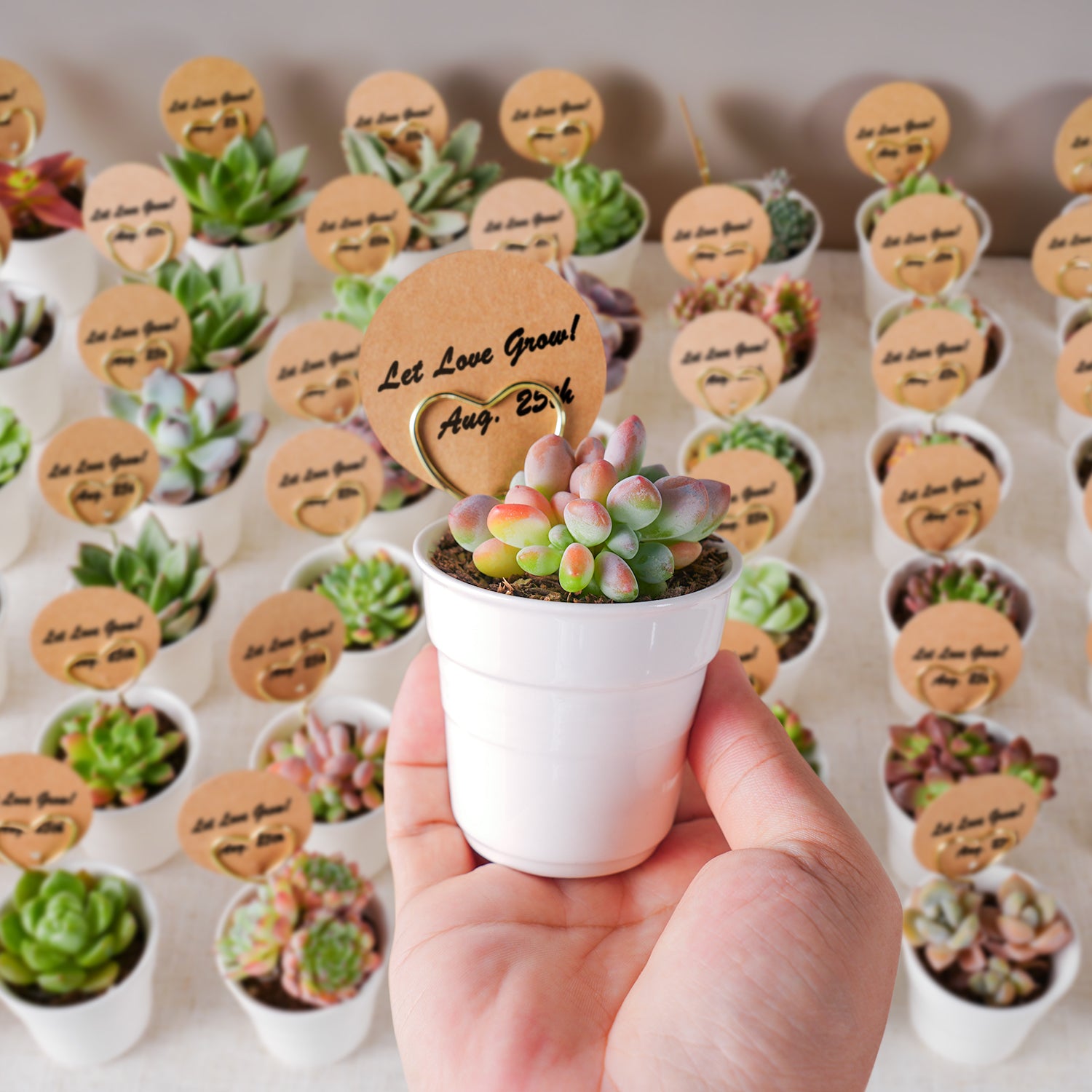 Chic White Ceramic Handheld Cup Succulent Favors | THE NEXT GARDENER ...