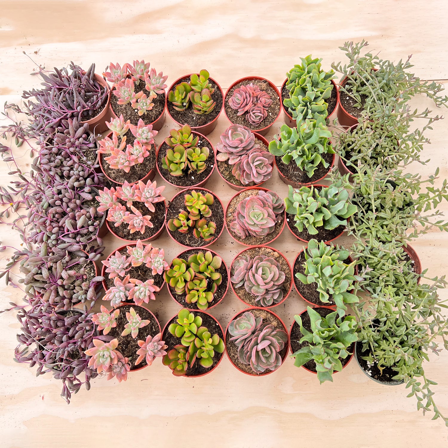 30 Assorted Succulents Set (4 inch) – Thenextgardener