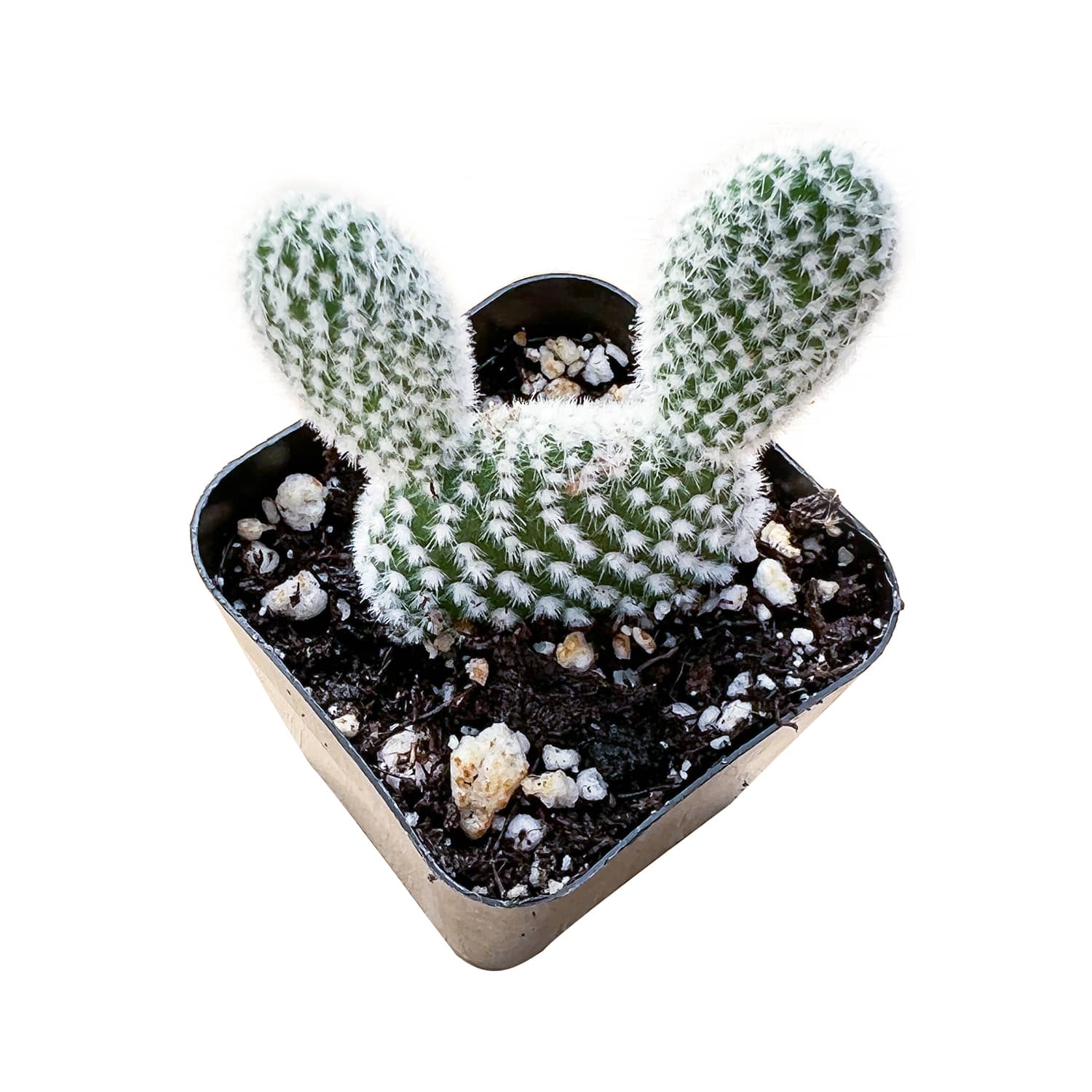 Opuntia microdasys albata 'Bunny Ears' – Thenextgardener
