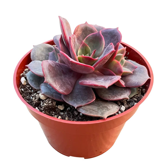 Echeveria Red Robe (4 inch) | The Next Gardener – Thenextgardener