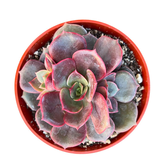 Echeveria Red Robe (4 inch) | The Next Gardener – Thenextgardener